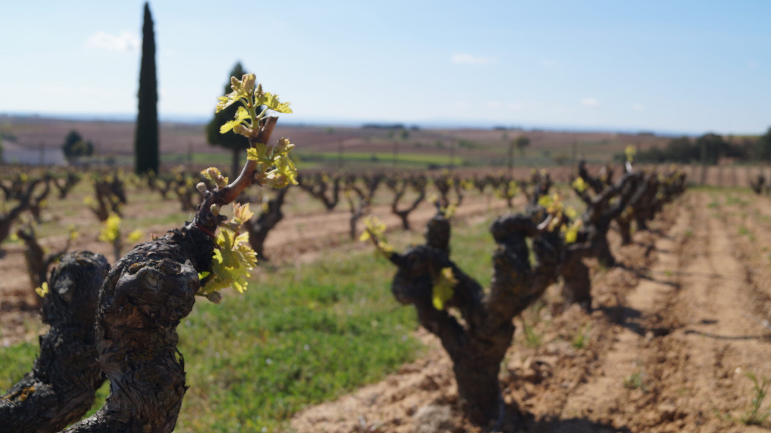 The old head trained vineyard: Historic value of vines worked by hand.