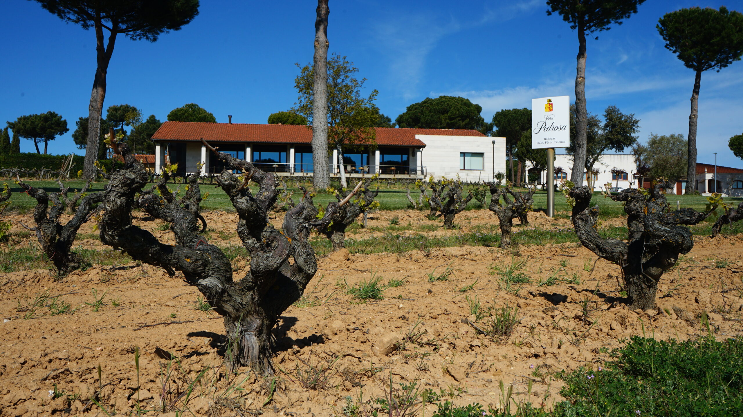 The old head trained vineyard: Historic value of vines worked by hand.