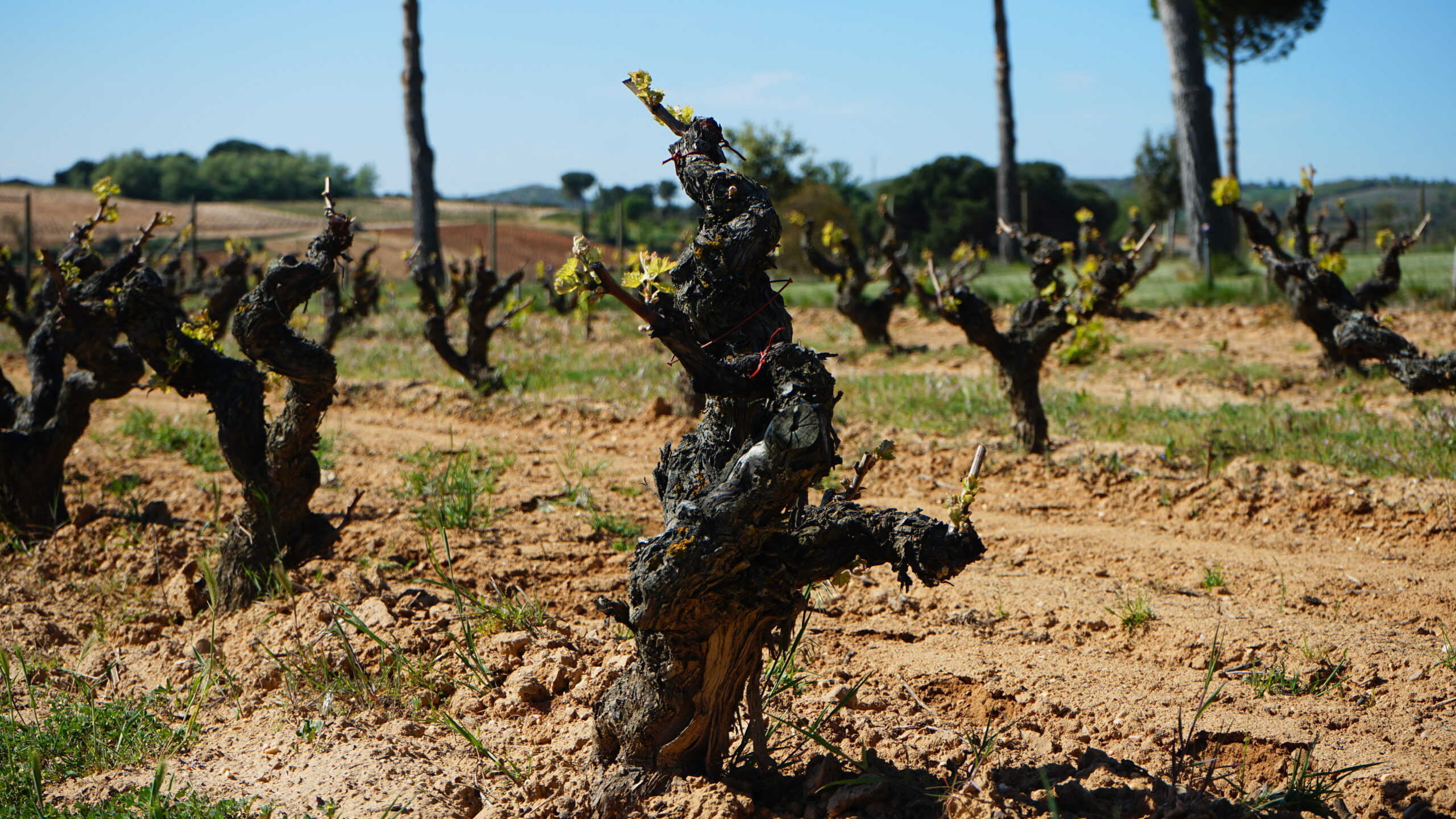 The old head trained vineyard: Historic value of vines worked by hand.