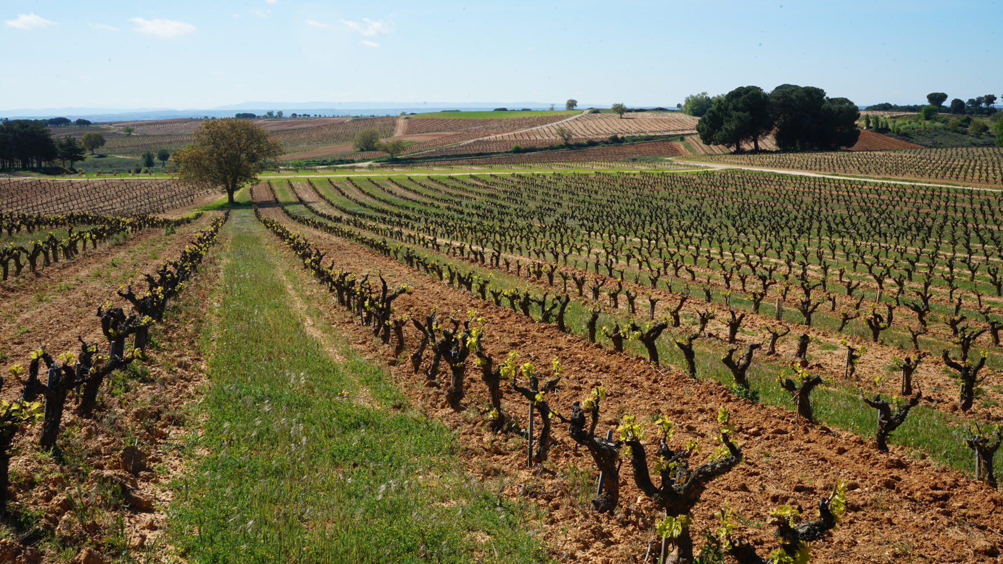 The old head trained vineyard: Historic value of vines worked by hand.